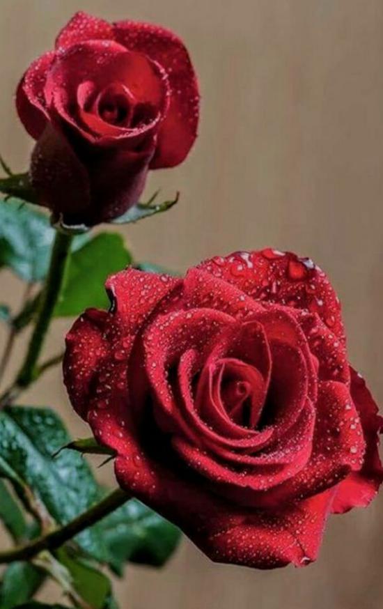 جدیدترین عکس گل رز قرمز برای پروفایل عاشقانه 2018